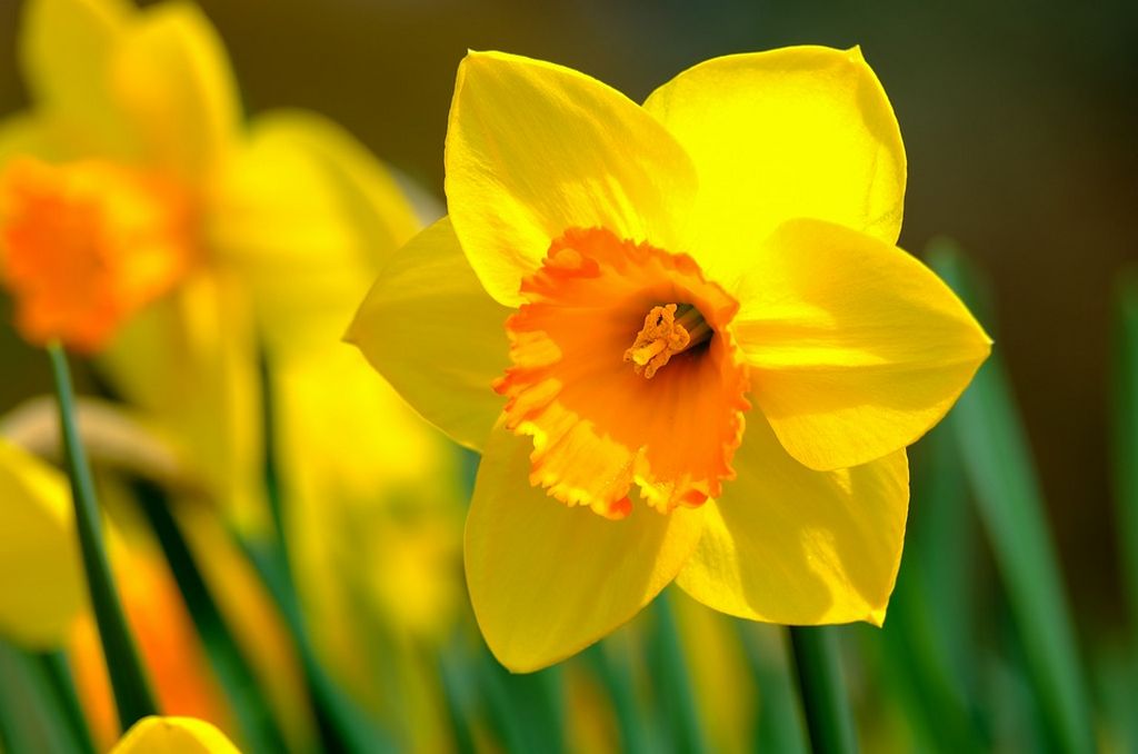Narcisse